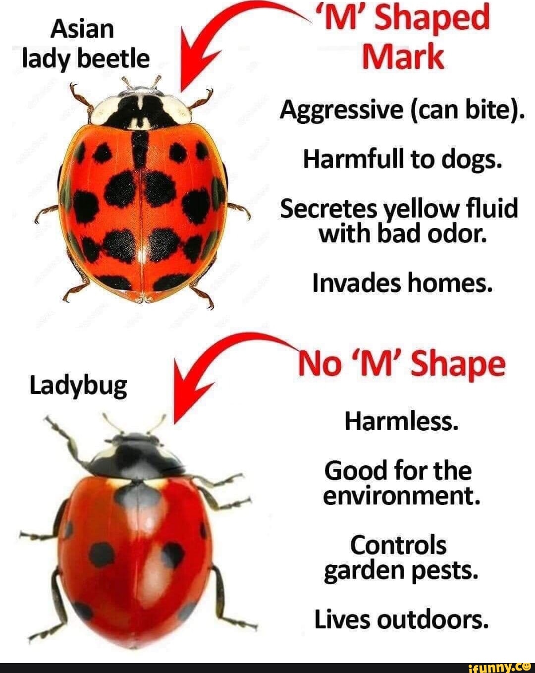 Asian lady beetle 'MM' Shaped Mark Aggressive (can bite). Harmfull to ...