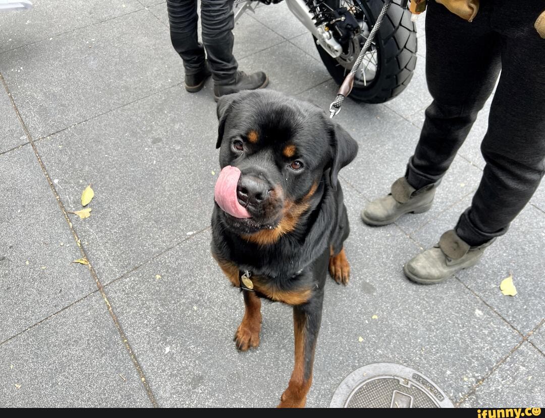 Lechon memes. Best Collection of funny Lechon pictures on iFunny