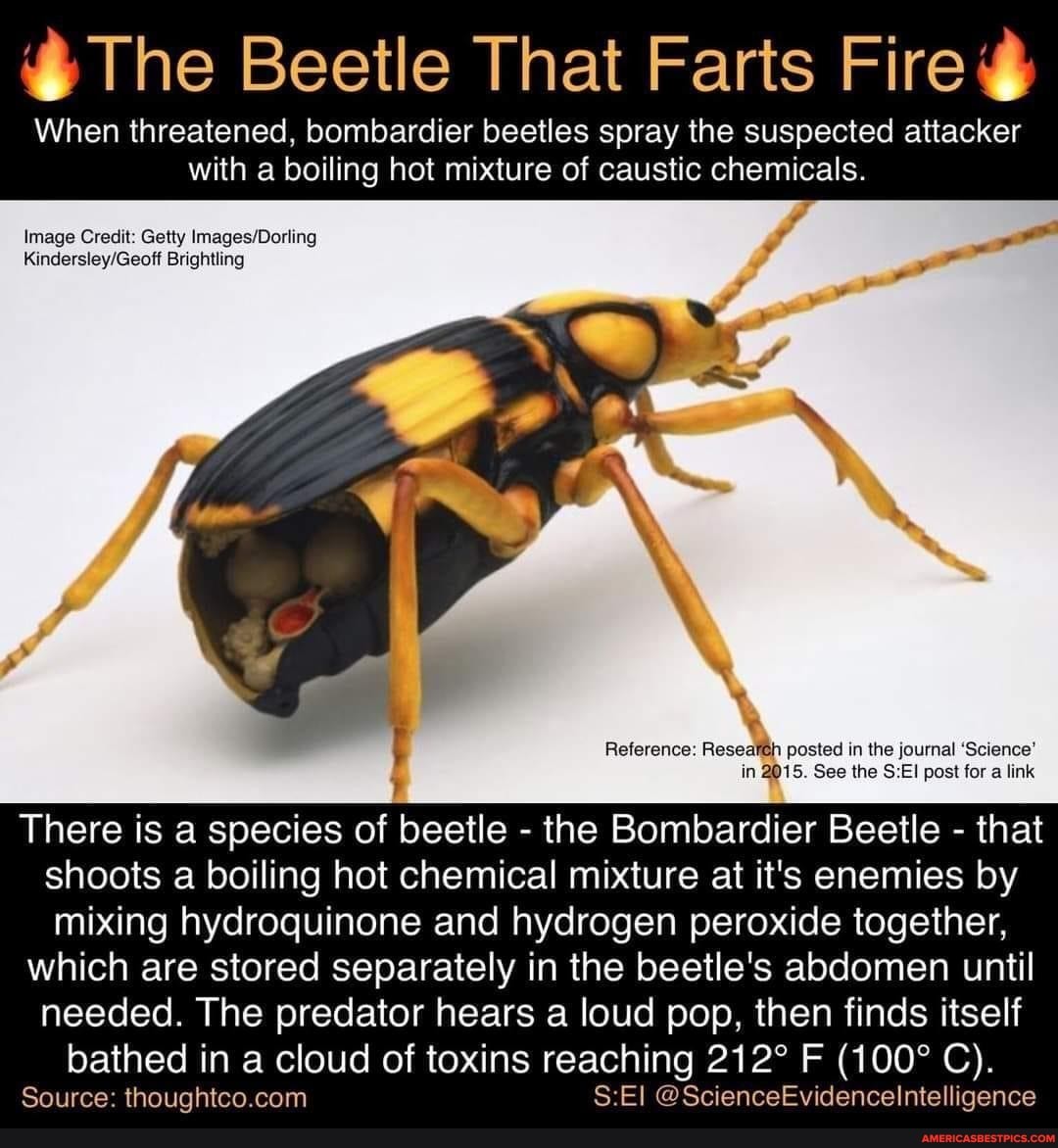 The Beetle That Farts Fire When threatened, bombardier beetles spray ...
