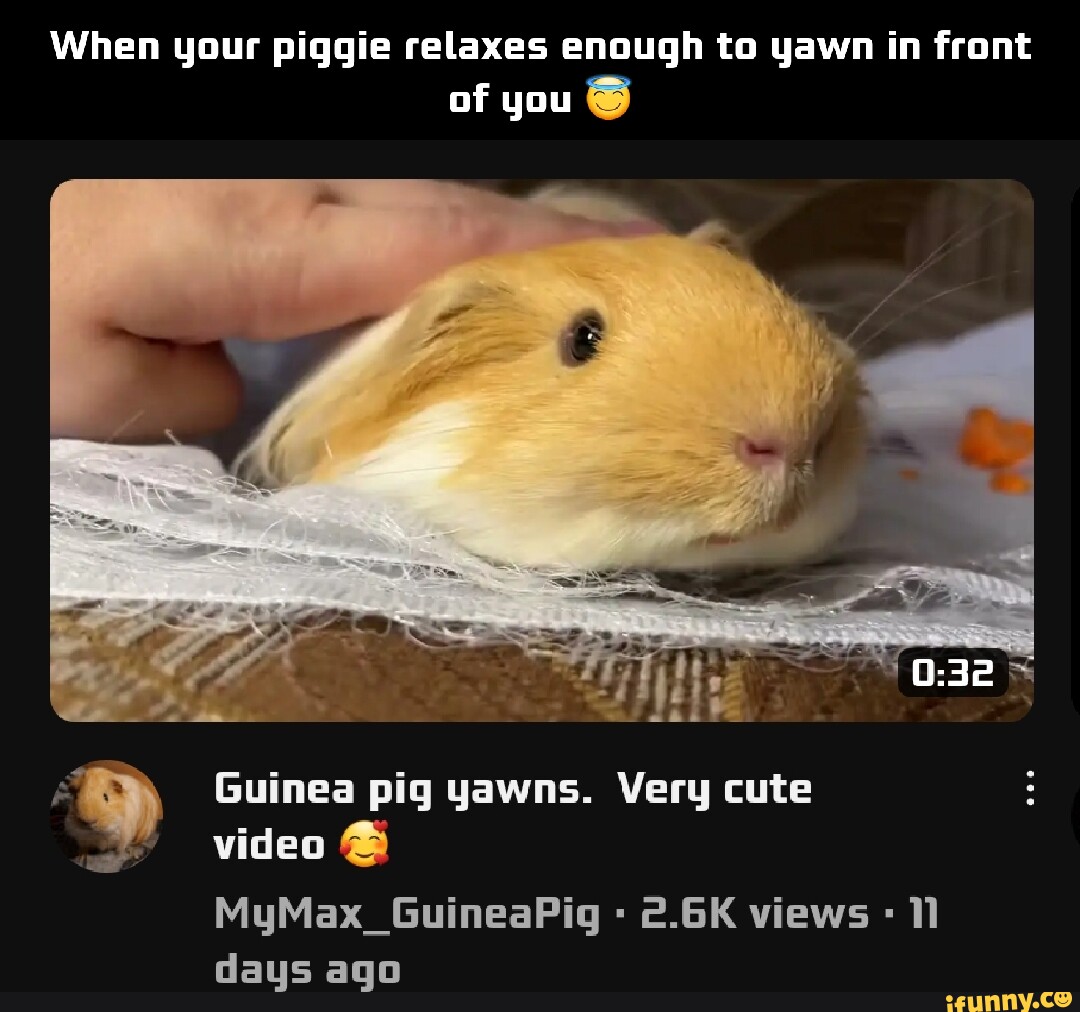 Piggie memes. Best Collection of funny Piggie pictures on iFunny