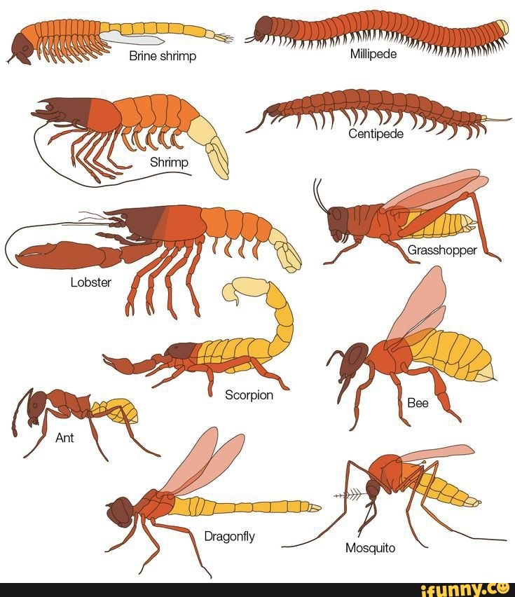 2 Brine shrimp. Millipede Centipede Shrimp --WW Grasshopper Lobster ...