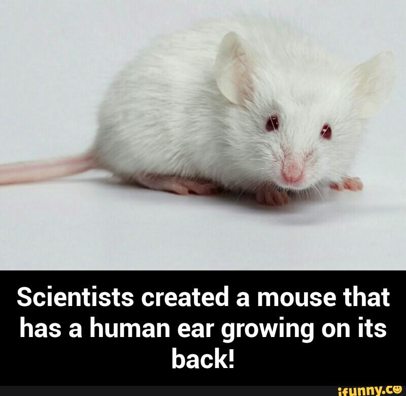 Scientists created a mouse that has a human ear growing on its back ...