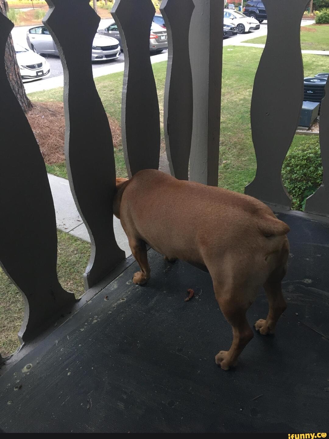 Emotional_support_animal memes. Best Collection of funny Emotional ...