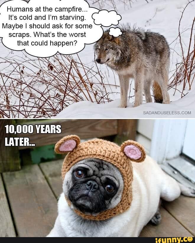 Wolves have fallen - Humans at the campfire... It's cold and I'm ...