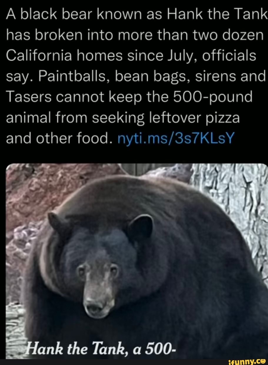 A black bear known as Hank the Tank has broken into more than two dozen ...