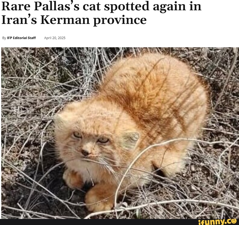 Rare Pallas 's cat spotted again in Iran's Kerman province MP Lenonel ...