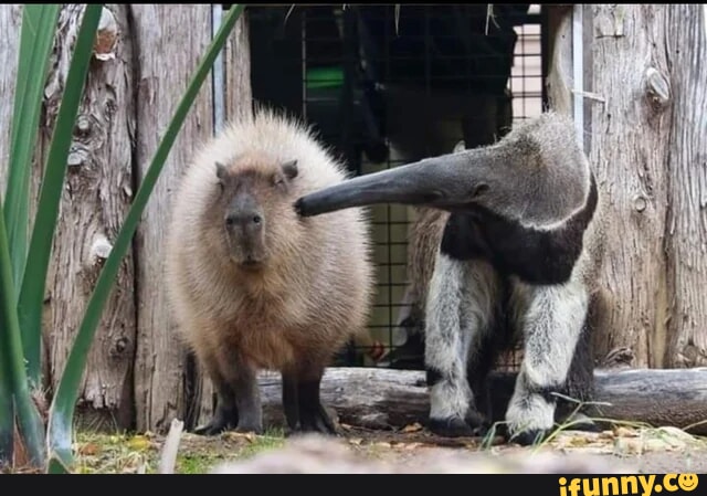 Anteater Meme
