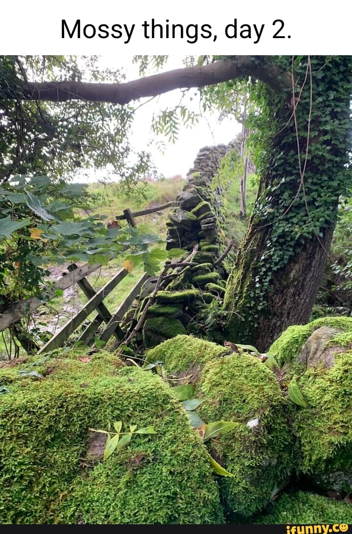 Video memes j1T2QzXW8 by TheCowboyMartyr: 0.9K comments - iFunny