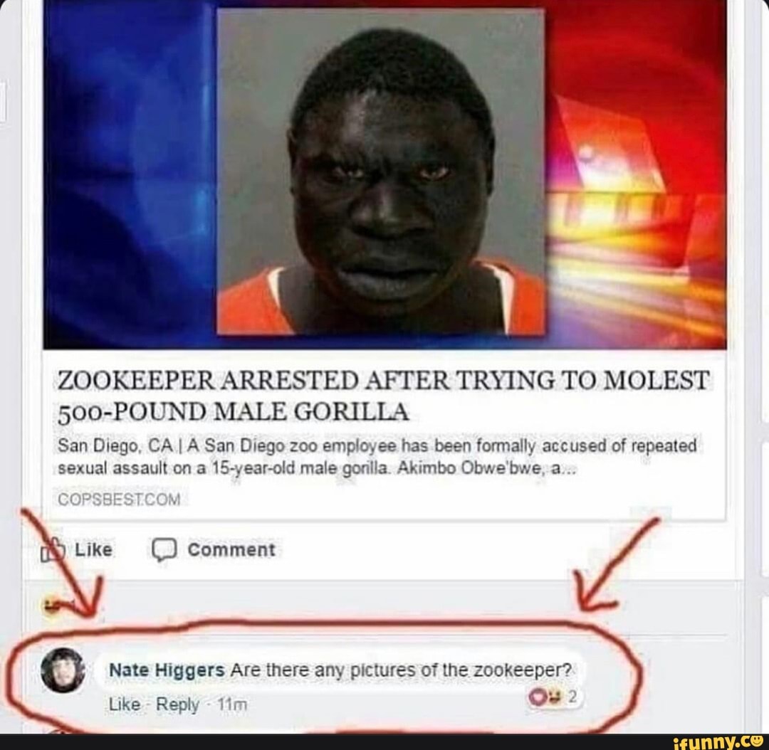 ZOOKEEPER ARRESTED AFTER TRYING TO MOLEST 500-POUND MALE GORILLA San ...