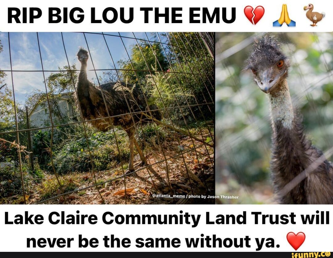 RIP BIG LOU THE EMU Lake Claire Community Land Trust will never be the ...