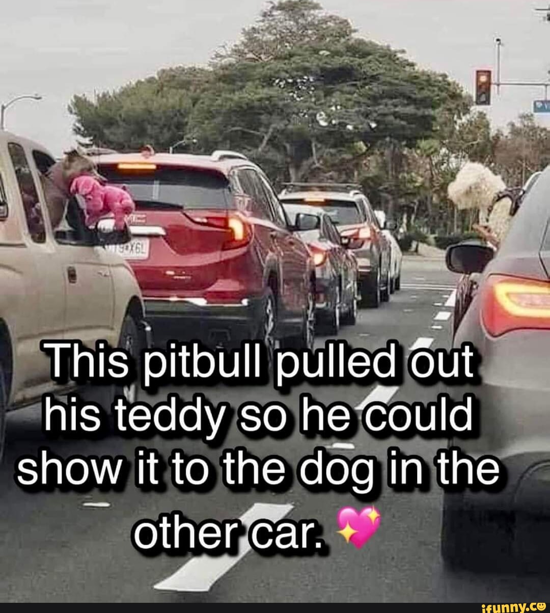 This pitbull pulled Out his teddy so he could show it to the dog in the ...