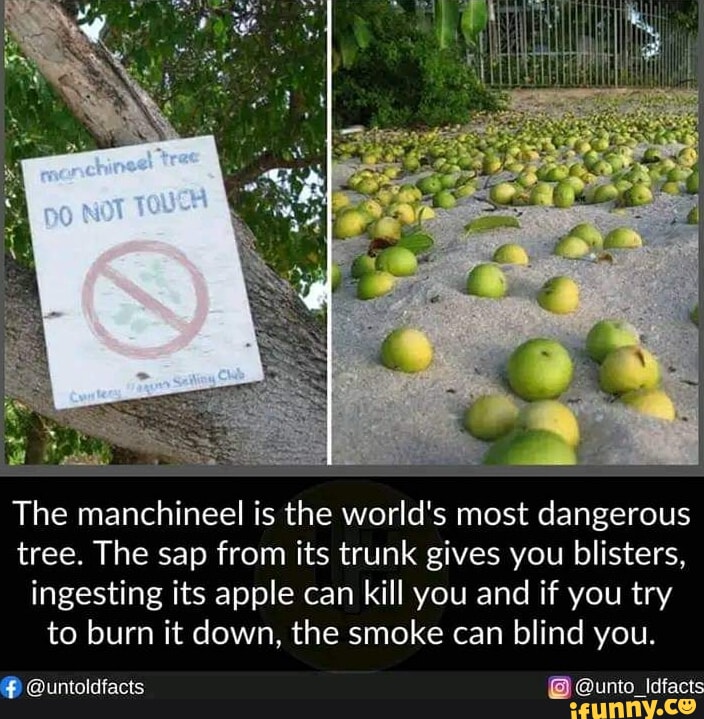 Sap memes. Best Collection of funny Sap pictures on iFunny