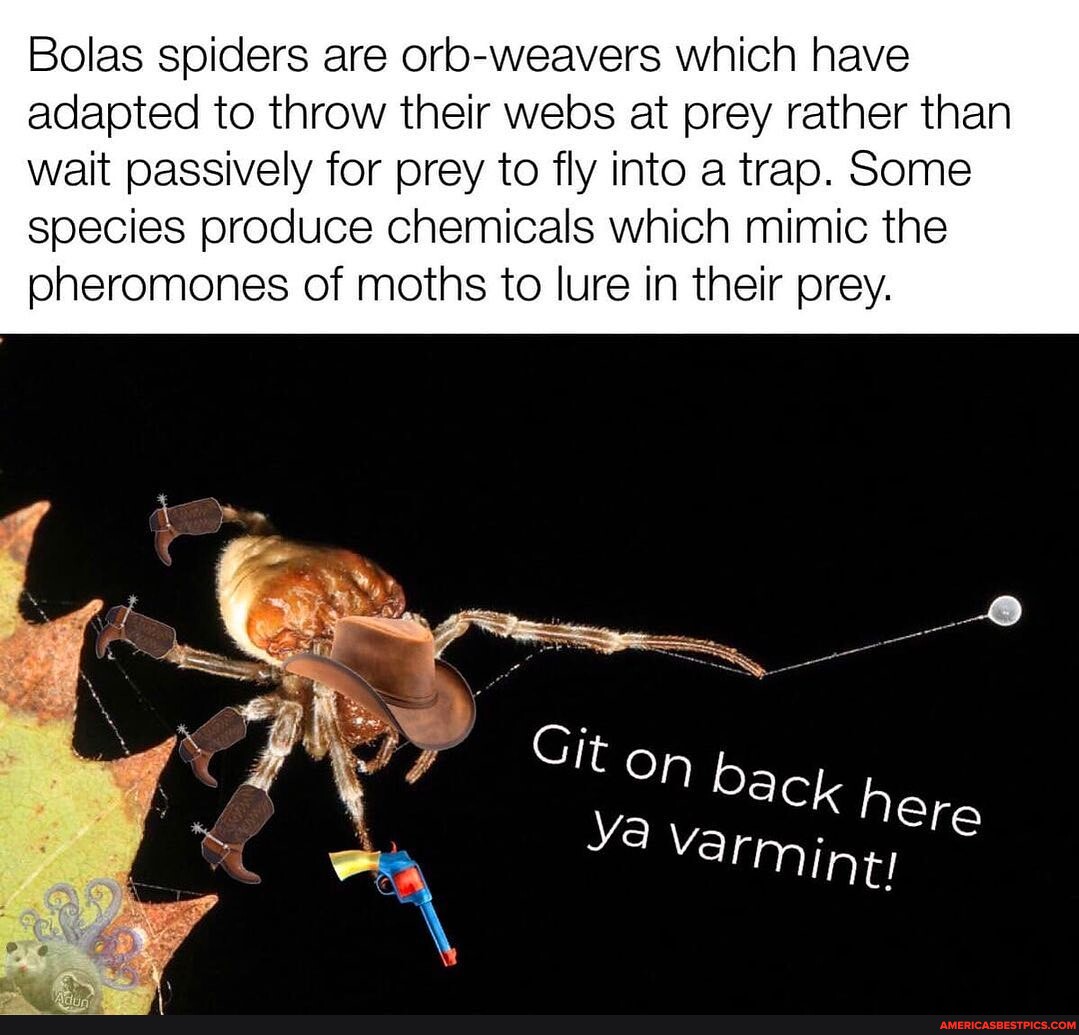 🤠 Meme by Dakota Baldwin - Bolas spiders are orb-weavers which have ...