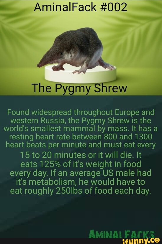 Shrew memes. Best Collection of funny Shrew pictures on iFunny