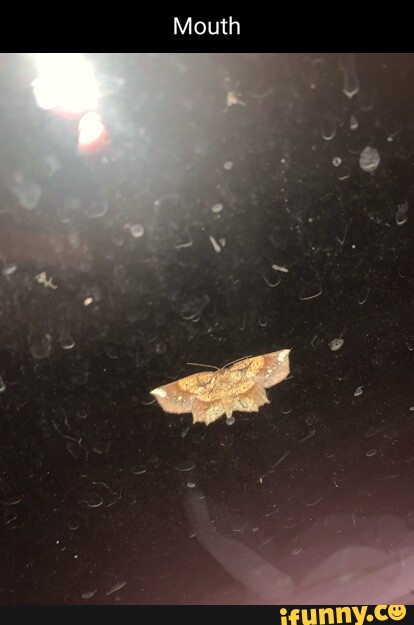 Picture memes sdpWunDbA by Silkymoth_2023: 1 comment - iFunny