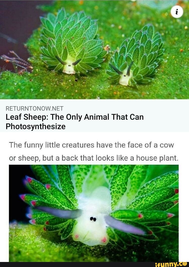 Photosynthesize memes. Best Collection of funny Photosynthesize ...