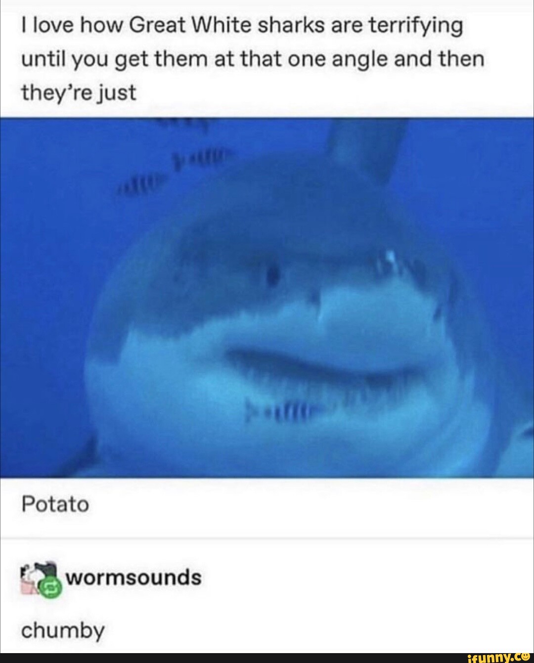 I love how Great White sharks are terrifying until you get them at that ...