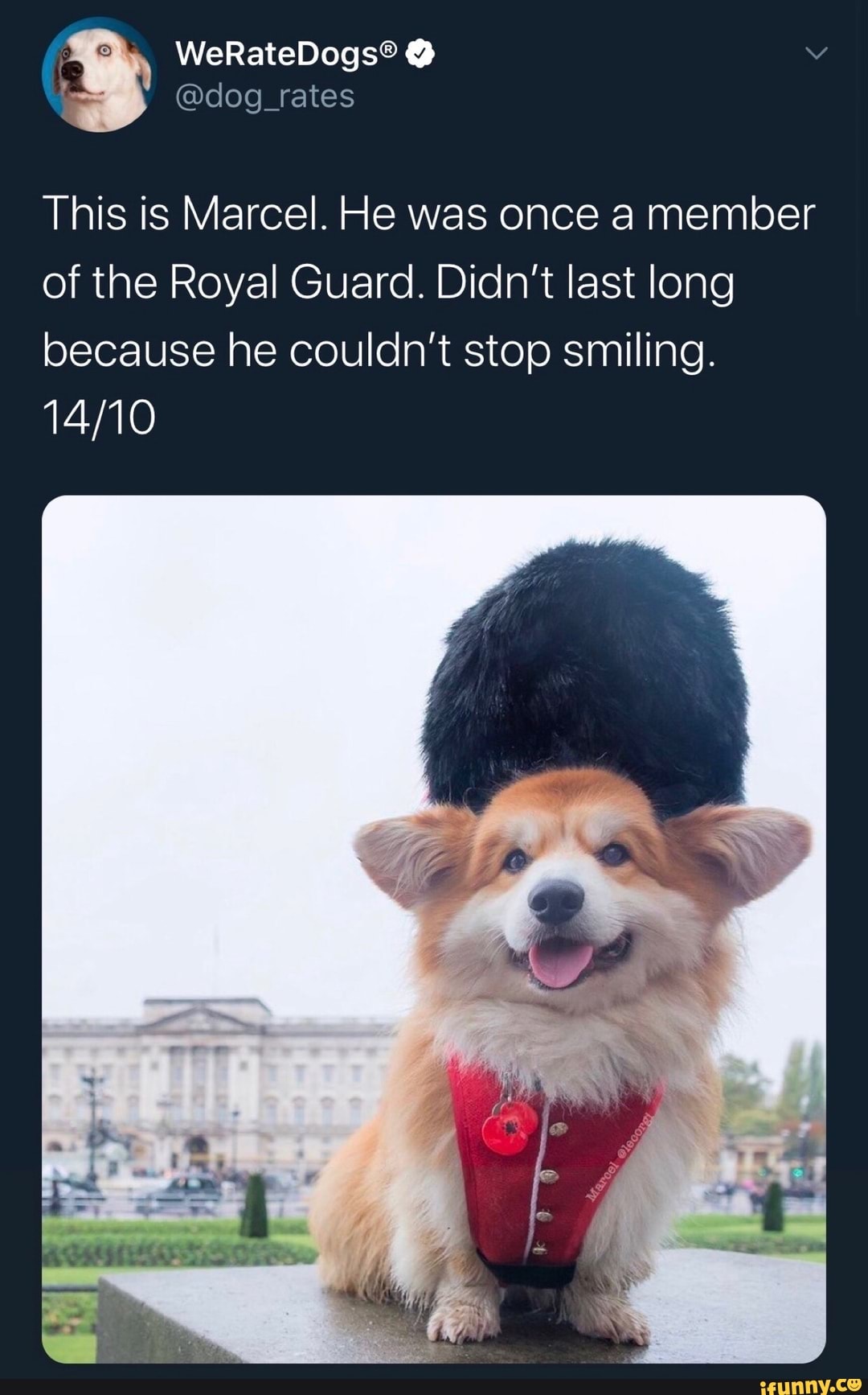 This is Marcel. He was once a member of the Royal Guard. Didn't last ...