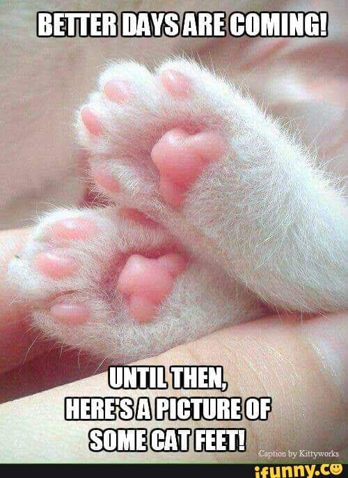 Feeti memes. Best Collection of funny Feeti pictures on iFunny