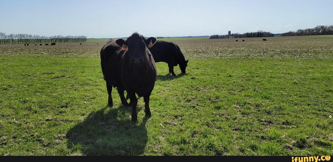 Calving_season memes. Best Collection of funny Calving_season pictures ...