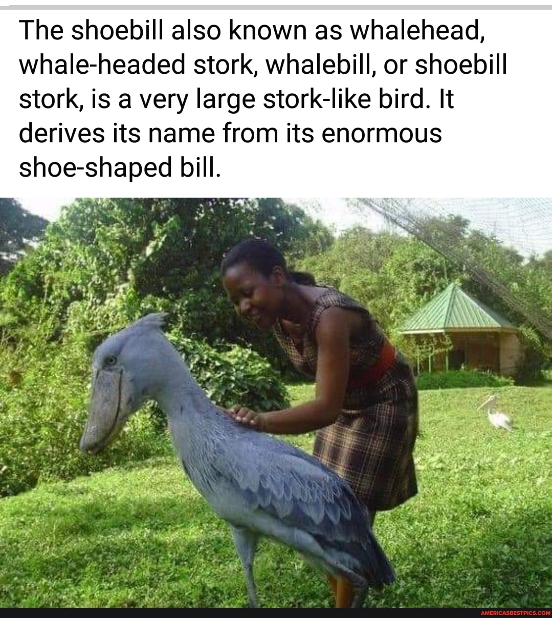 The shoebill also known as whalehead, whale-headed stork, whalebill, or ...