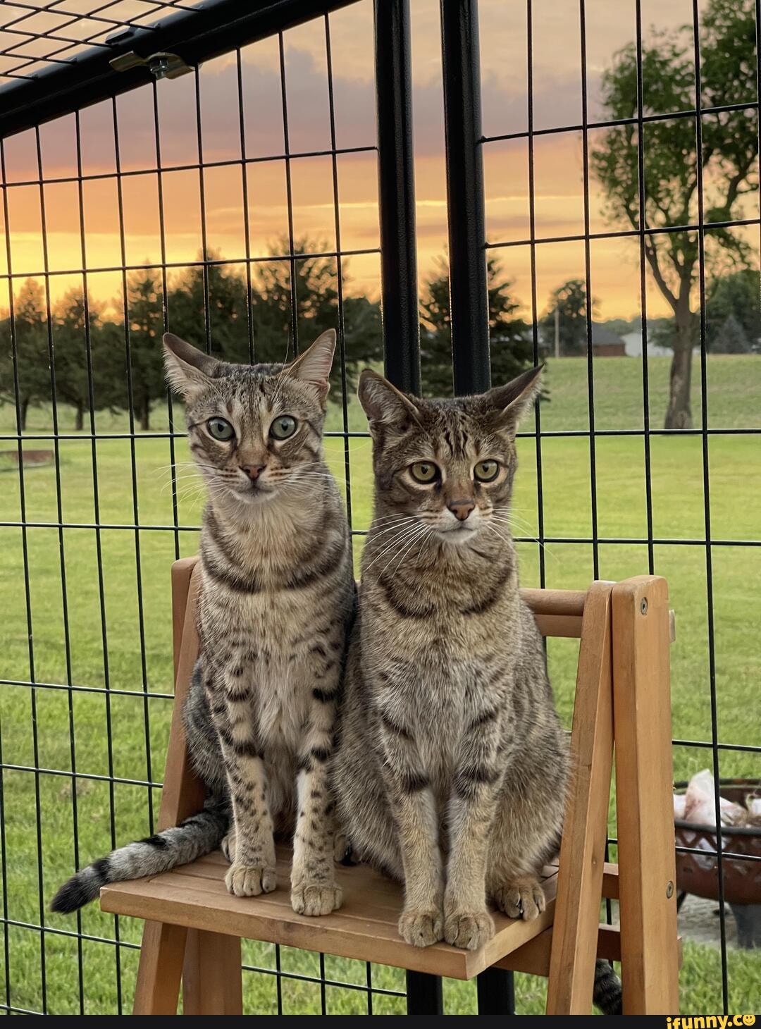 Catio memes. Best Collection of funny Catio pictures on iFunny
