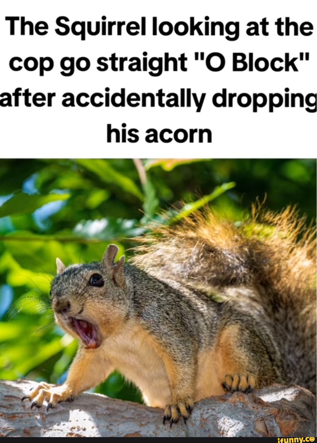 The Squirrel looking at the cop go straight "O Block" after ...