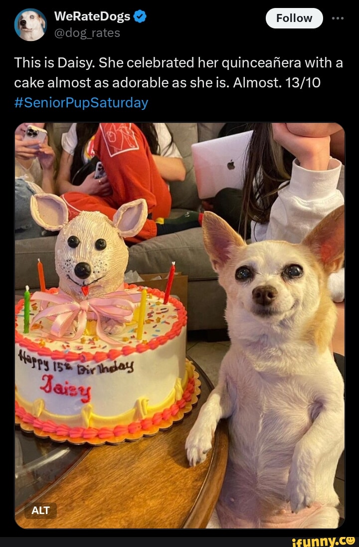WeRateDogs This is Daisy. She celebrated her quinceafiera with a cake ...