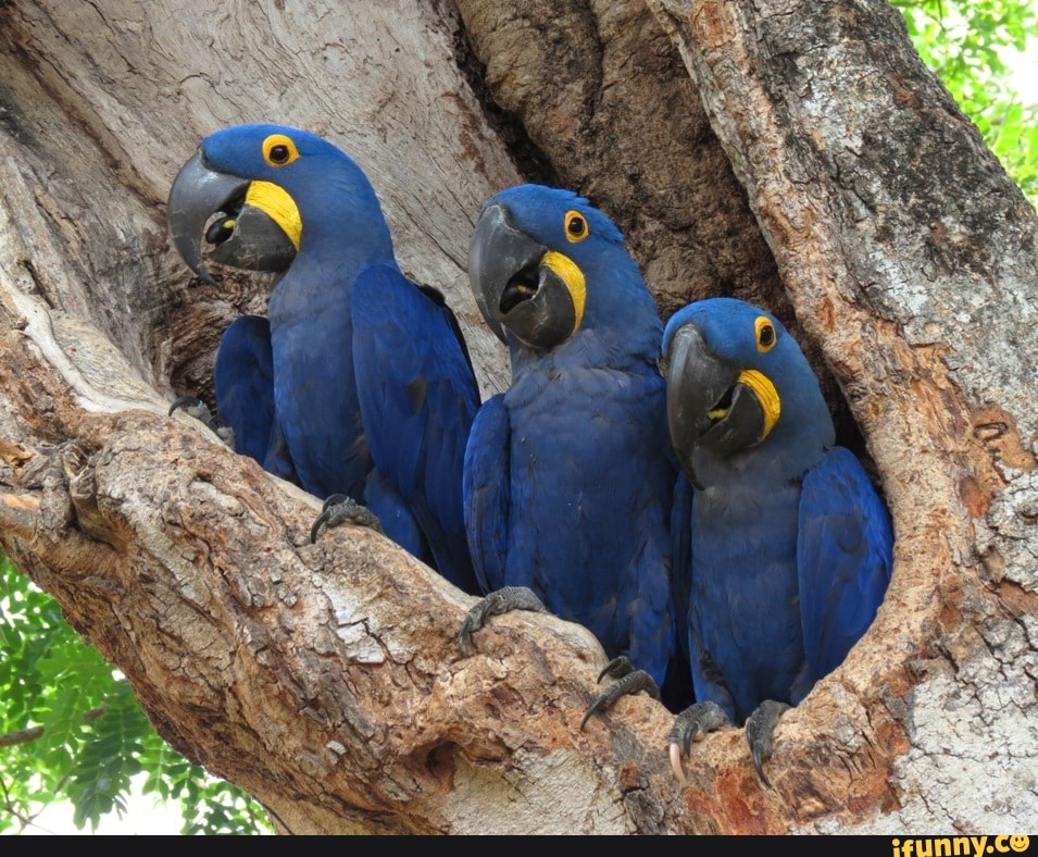 Macaws memes. Best Collection of funny Macaws pictures on iFunny