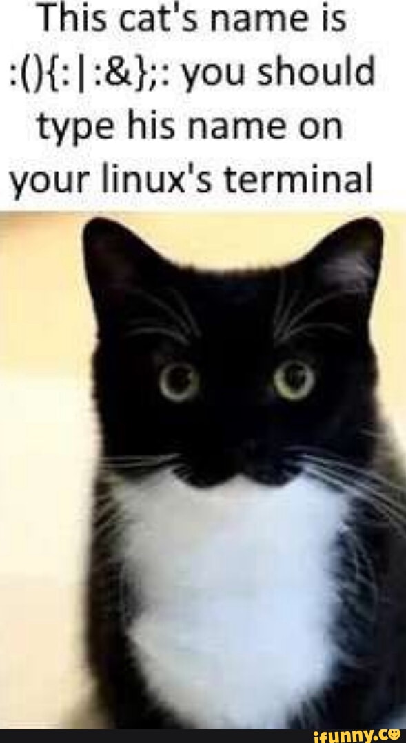 This cat's name is I you should type his name on your linux's terminal ...