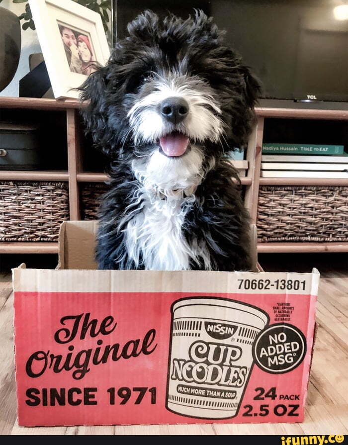 Havanese memes. Best Collection of funny Havanese pictures on iFunny