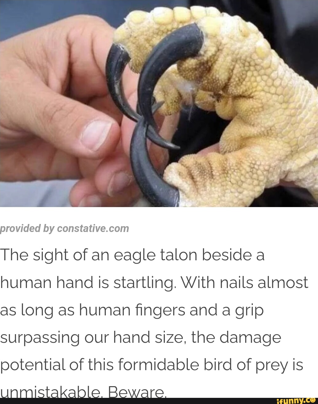 Talon memes. Best Collection of funny Talon pictures on iFunny