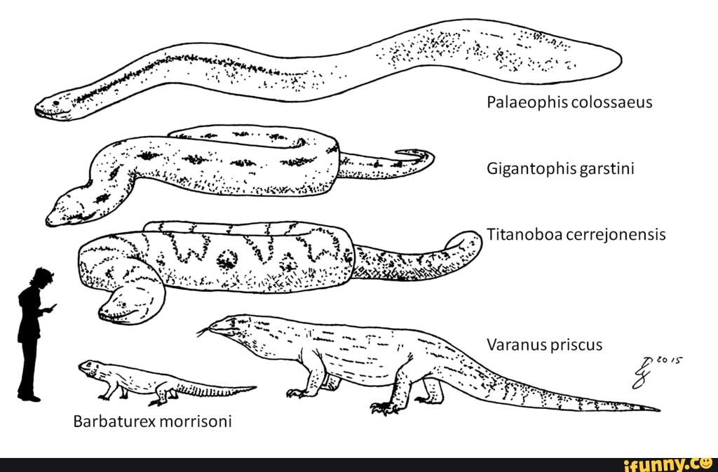 Palaeophis colossaeus v Titanoboa cerrejonensis - iFunny
