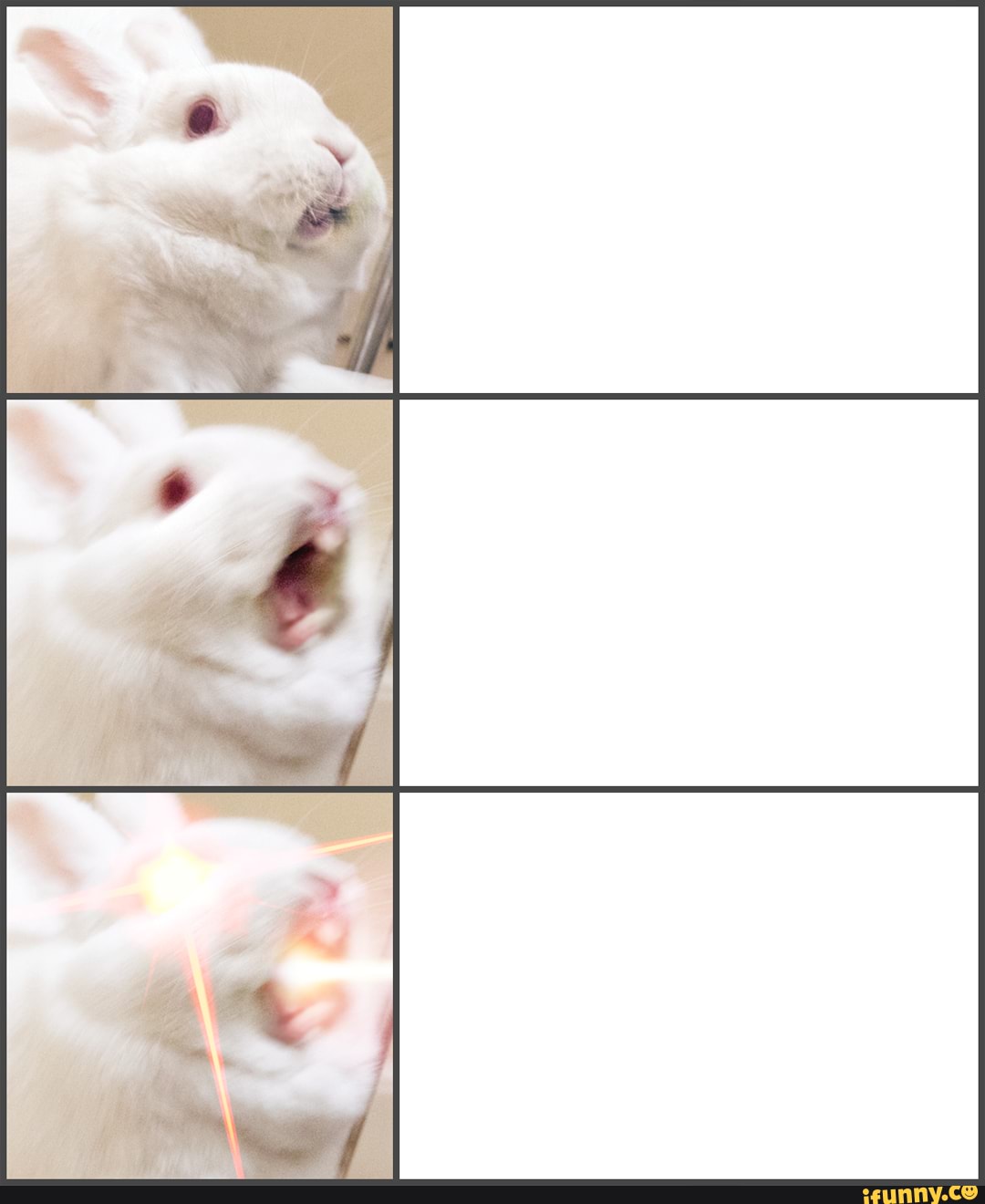 Use this meme template to share facts about rabbits. - iFunny
