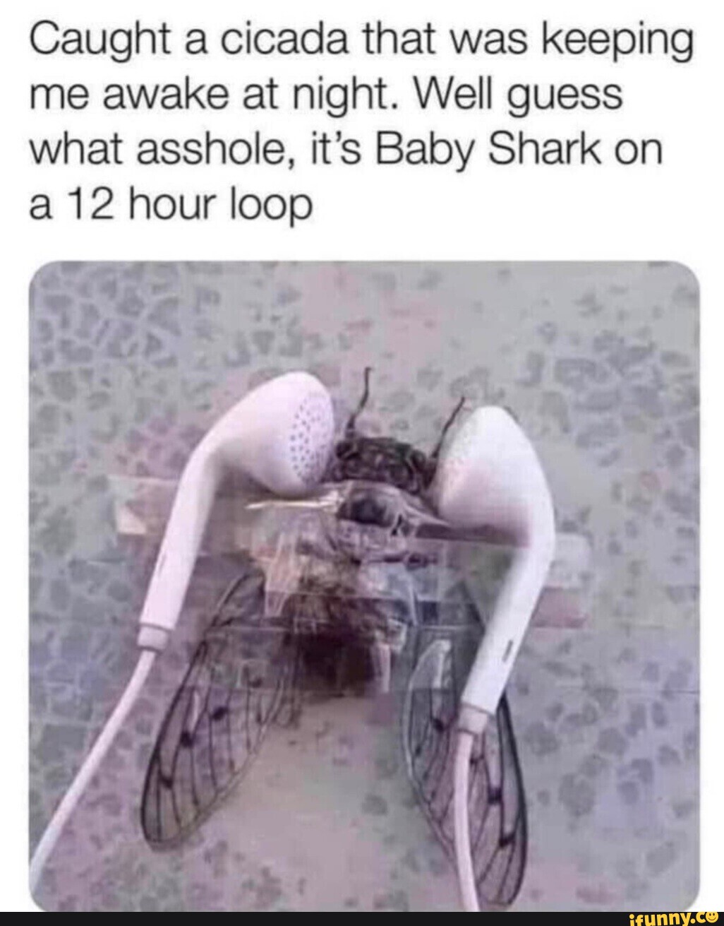 Cicada memes. Best Collection of funny Cicada pictures on iFunny