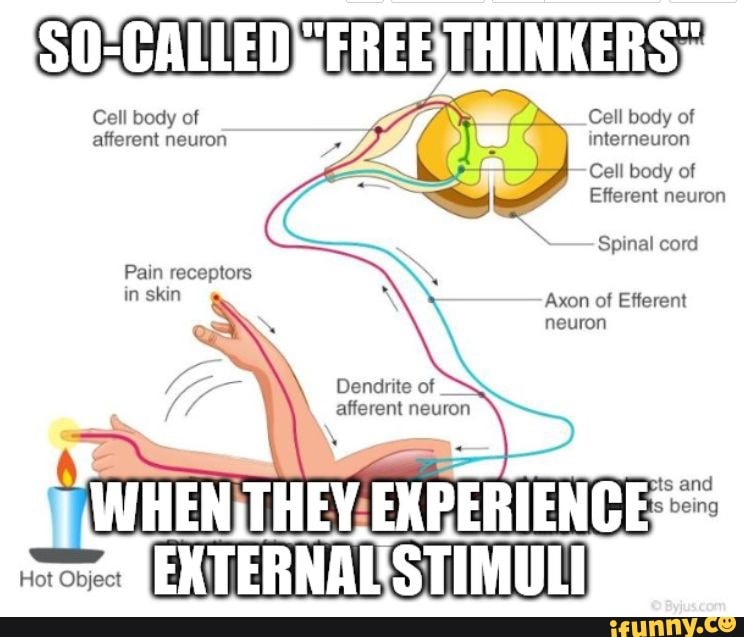 Cell body of Cell body of afferent neuron interneuron Cell body of ...