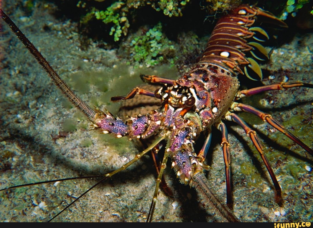 SN Nine ye Ge SS - iFunny