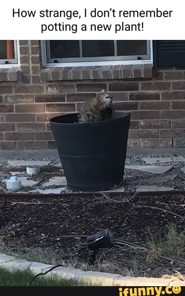 How strange, I don't remember potting a new plant! - iFunny