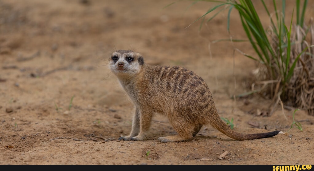 Meerkat memes. Best Collection of funny Meerkat pictures on iFunny