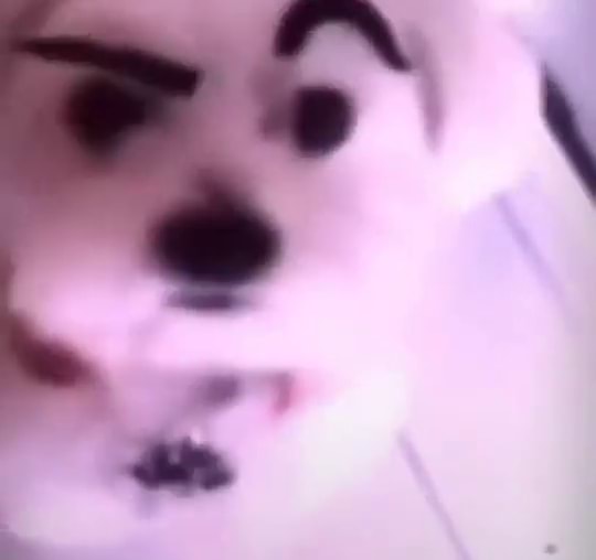 Dogs With Eyebrows Gif