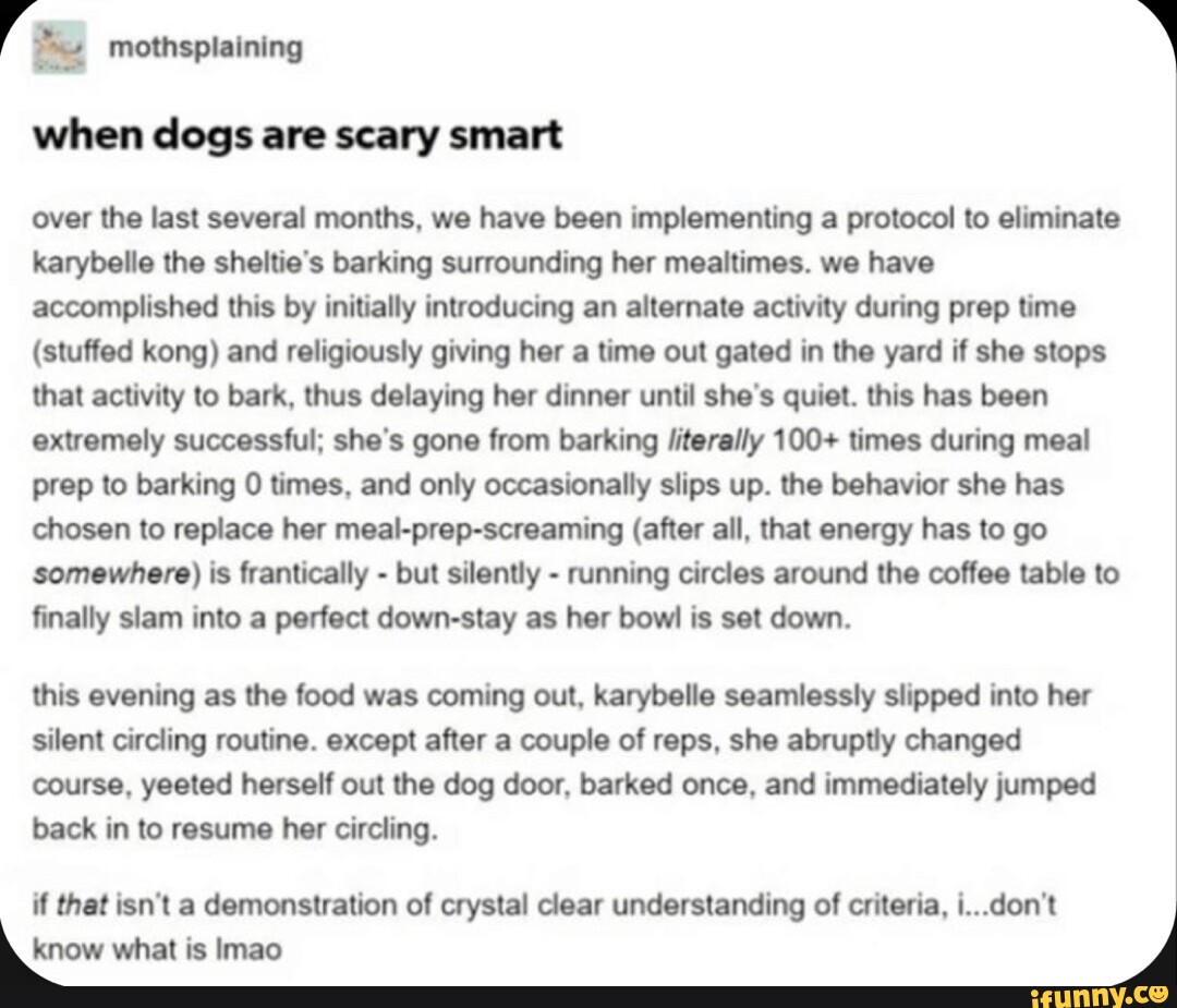 Shelties memes. Best Collection of funny Shelties pictures on iFunny