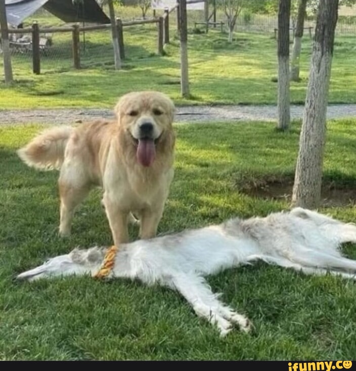Borzoi memes. Best Collection of funny Borzoi pictures on iFunny