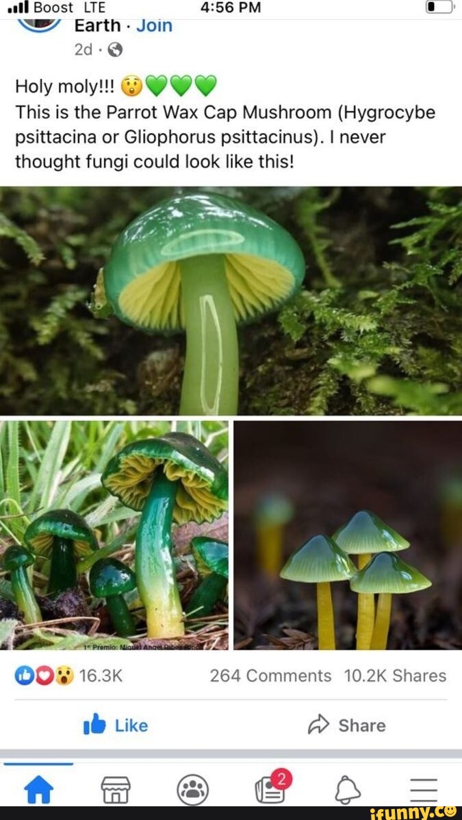 Fungi memes. Best Collection of funny Fungi pictures on iFunny