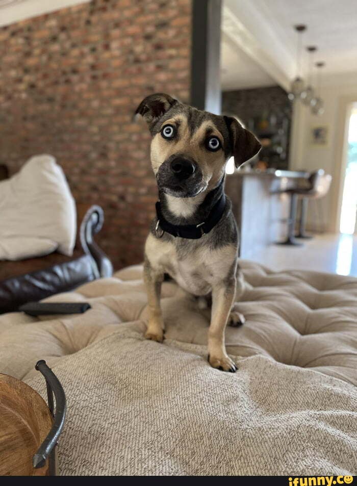 Supermutt memes. Best Collection of funny Supermutt pictures on iFunny