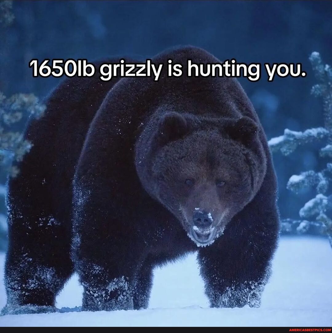 What are you choosing Like our content Follow spectacular memes animals ...