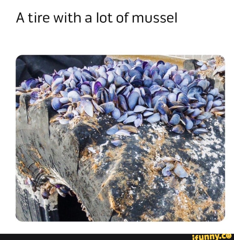 Mussel memes. Best Collection of funny Mussel pictures on iFunny