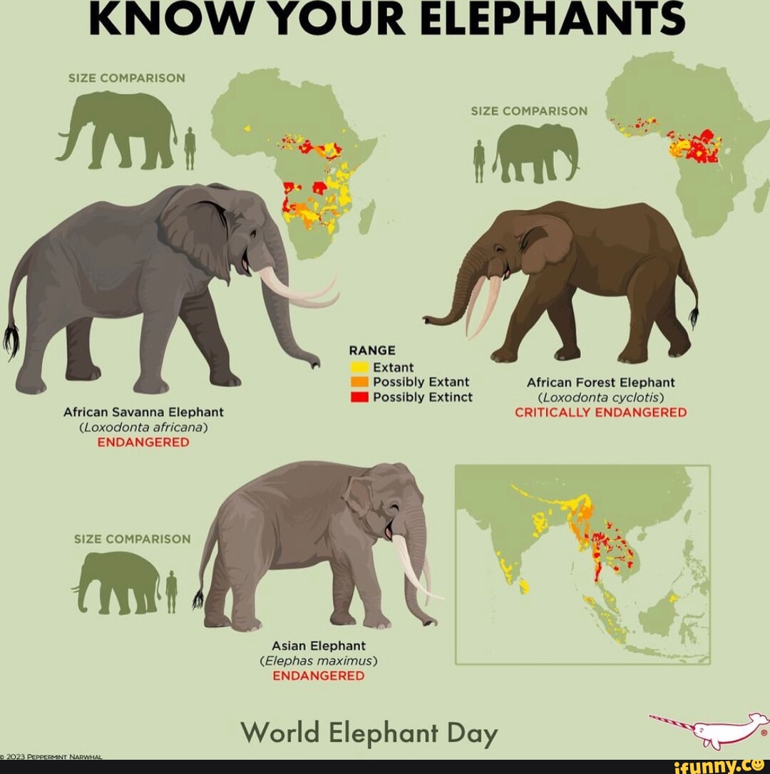 KNOW YOUR ELEPHANTS SIZE COMPARISON SIZE COMPARISON RANGE Extant ...