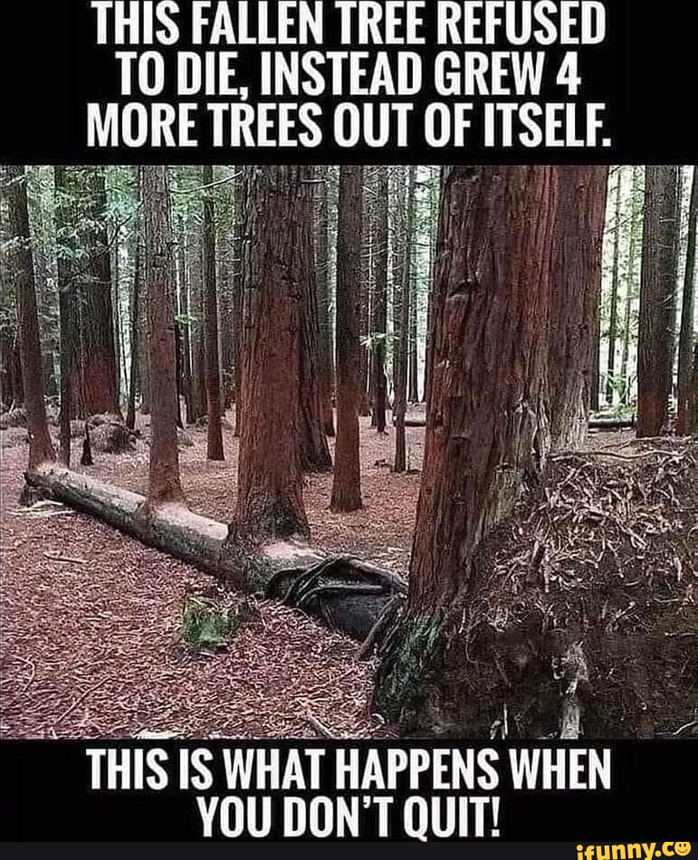 THIS FALLEN TREE REFUSED TO DIE, INSTEAD GREW 4 MORE TREES OUT OF ...