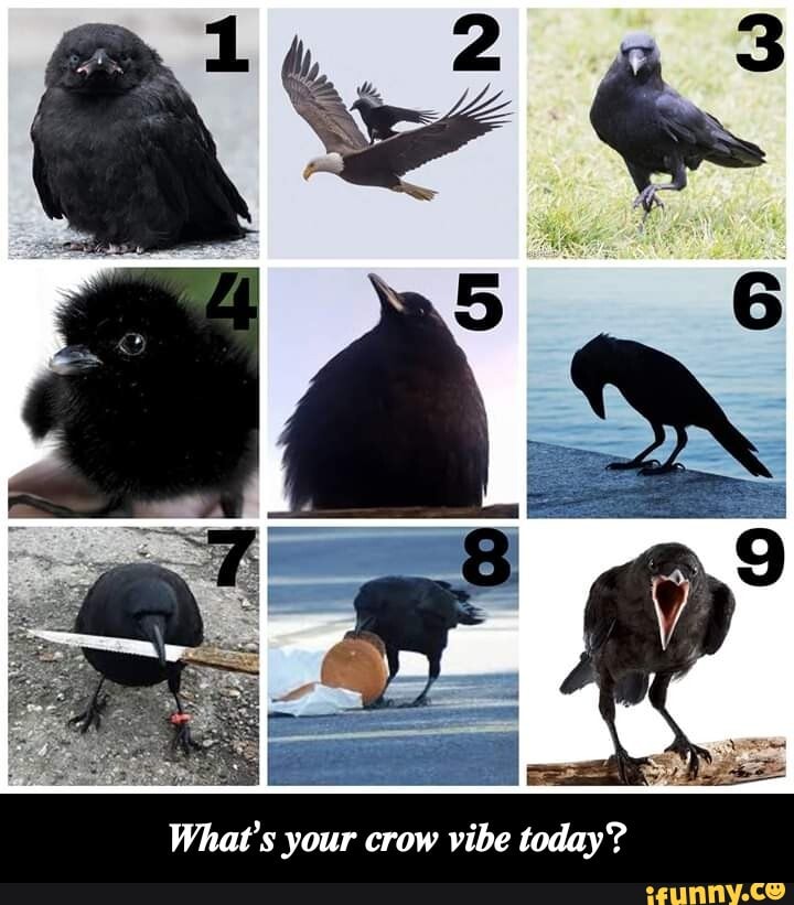 What's your crow vibe today? - 𝑾𝒉𝒂𝒕’𝒔 𝒚𝒐𝒖𝒓 𝒄𝒓𝒐𝒘 𝒗𝒊𝒃𝒆 𝒕𝒐𝒅𝒂𝒚? - iFunny