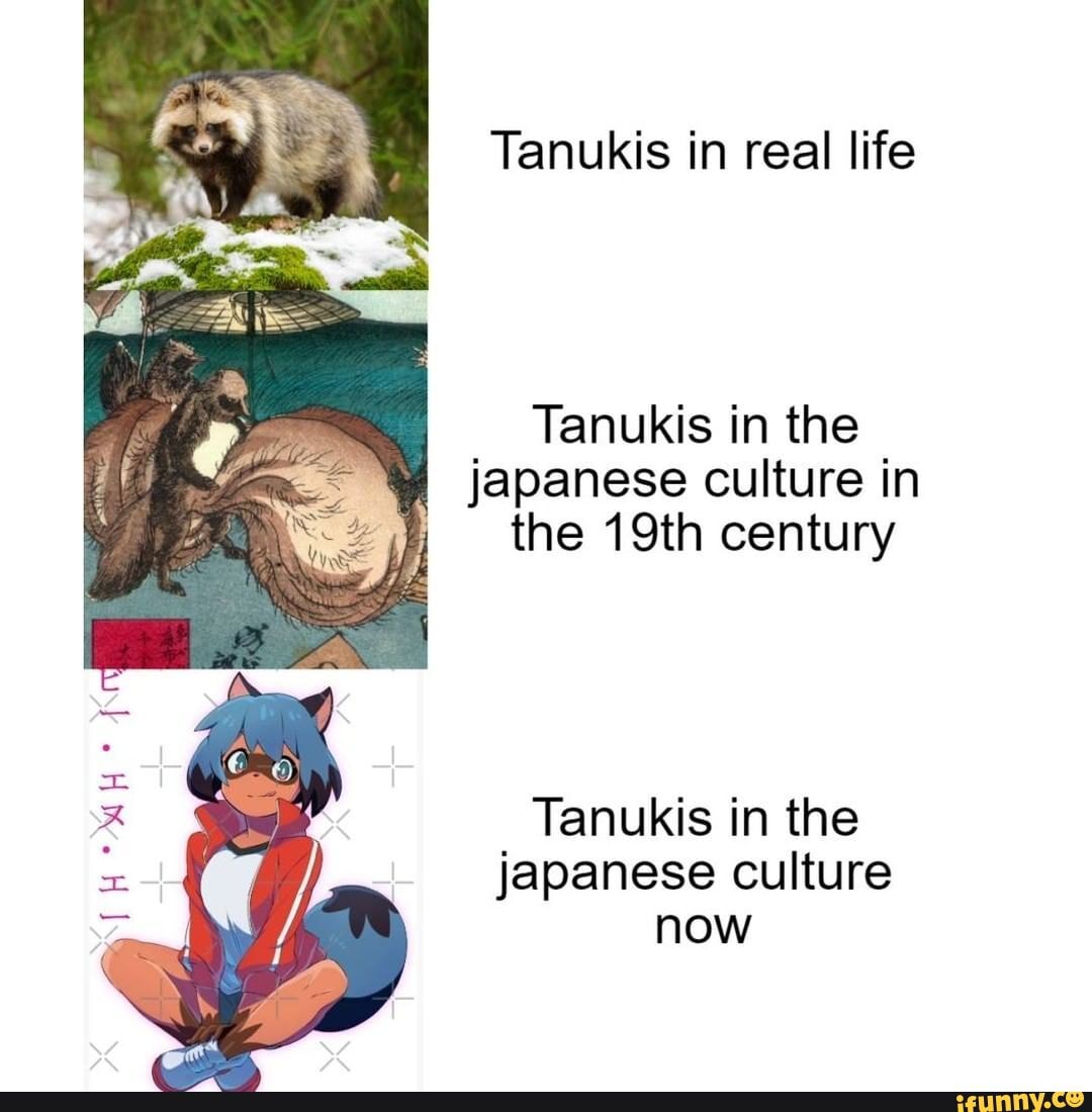 Tanukis in real life IS Tanukis in the japanese culture in the 19th ...